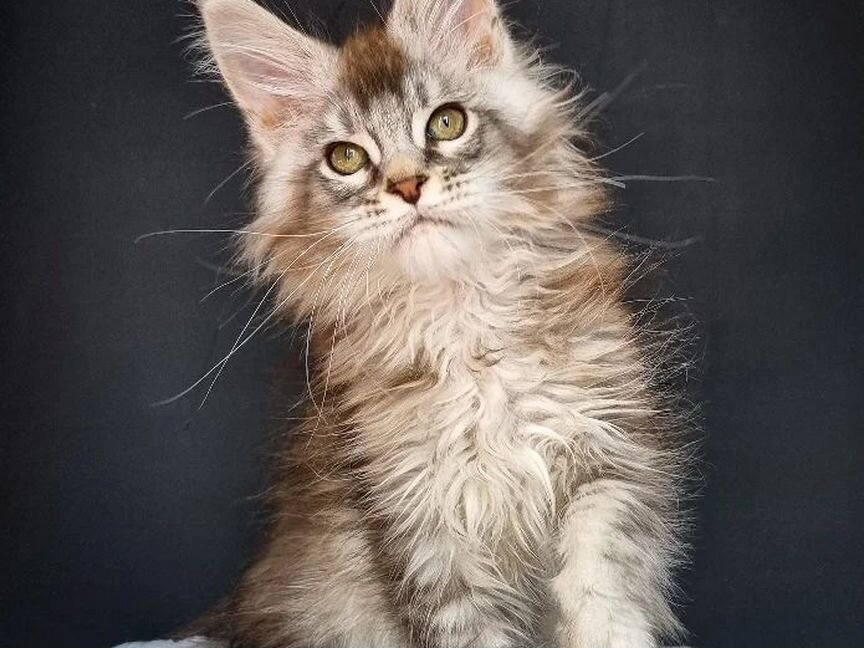 Котенок -мальчик породы мейн-кун