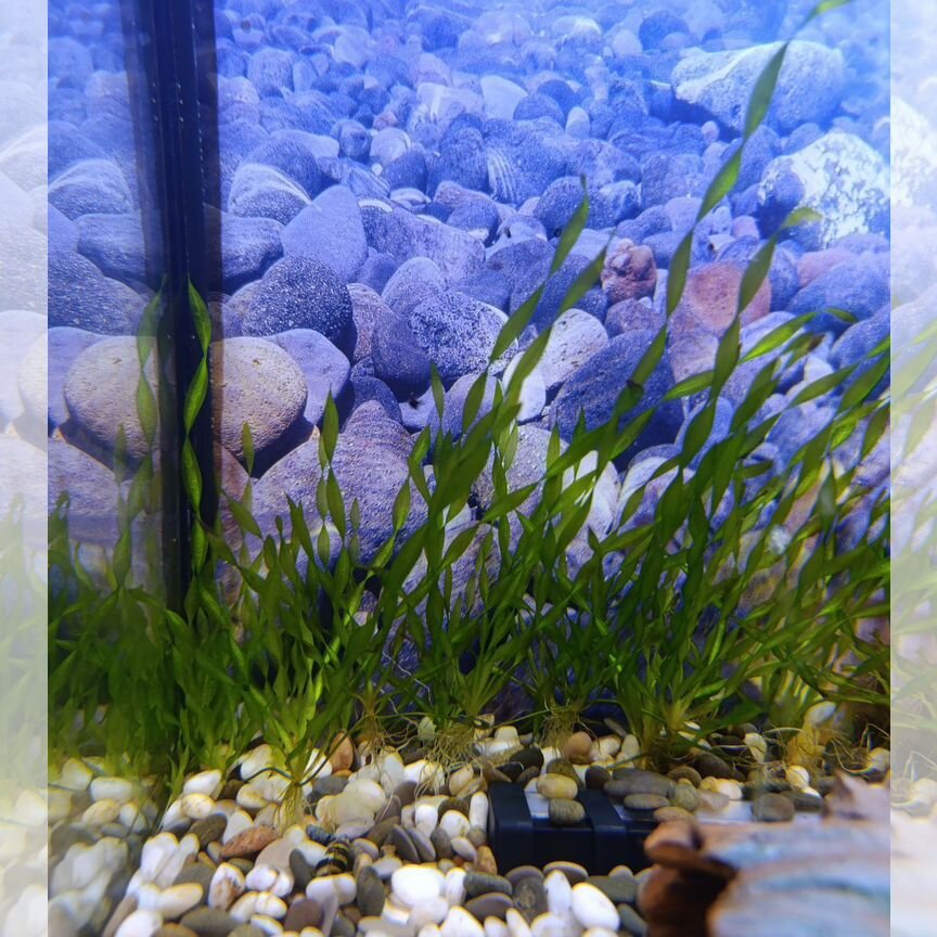 Валеснерия