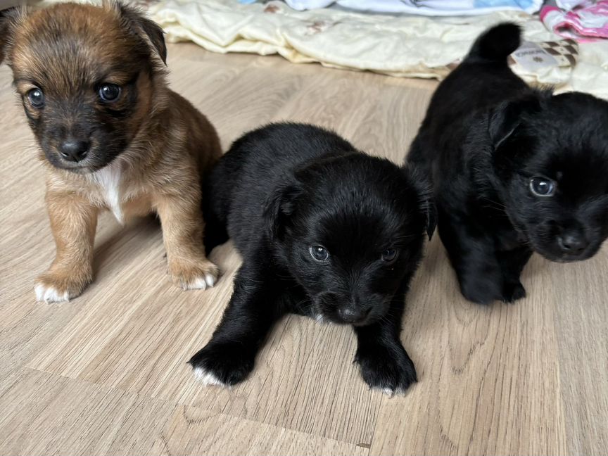 Маленькая собака смесь шпица