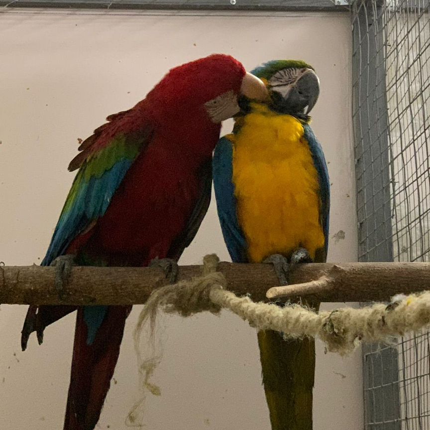 Большой попугай