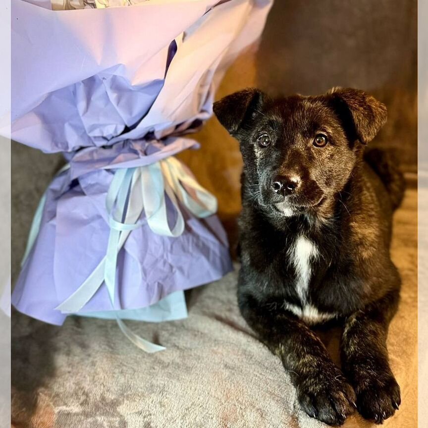 Щенок девочка в добрые руки