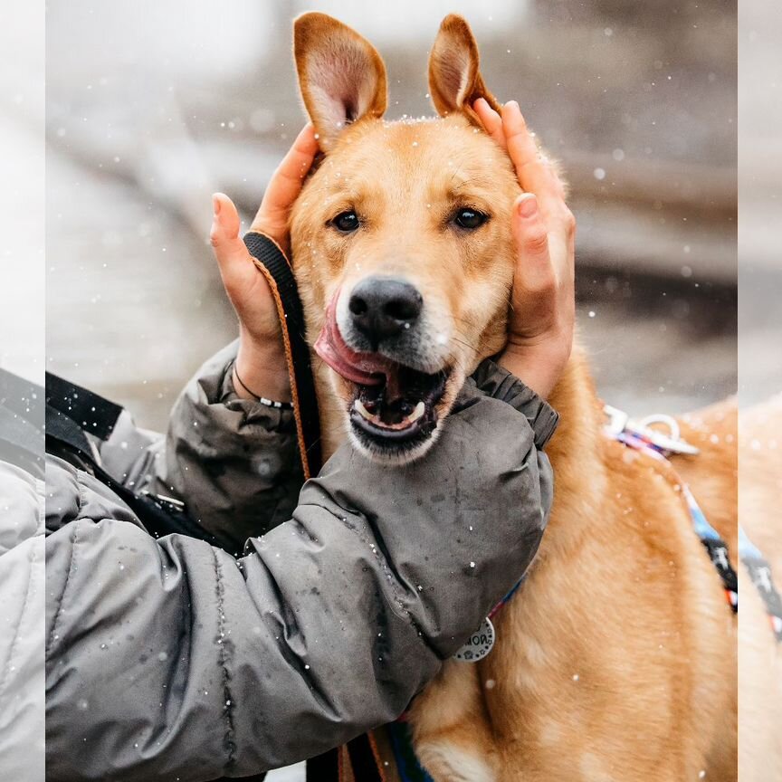 Багз Банни из приюта