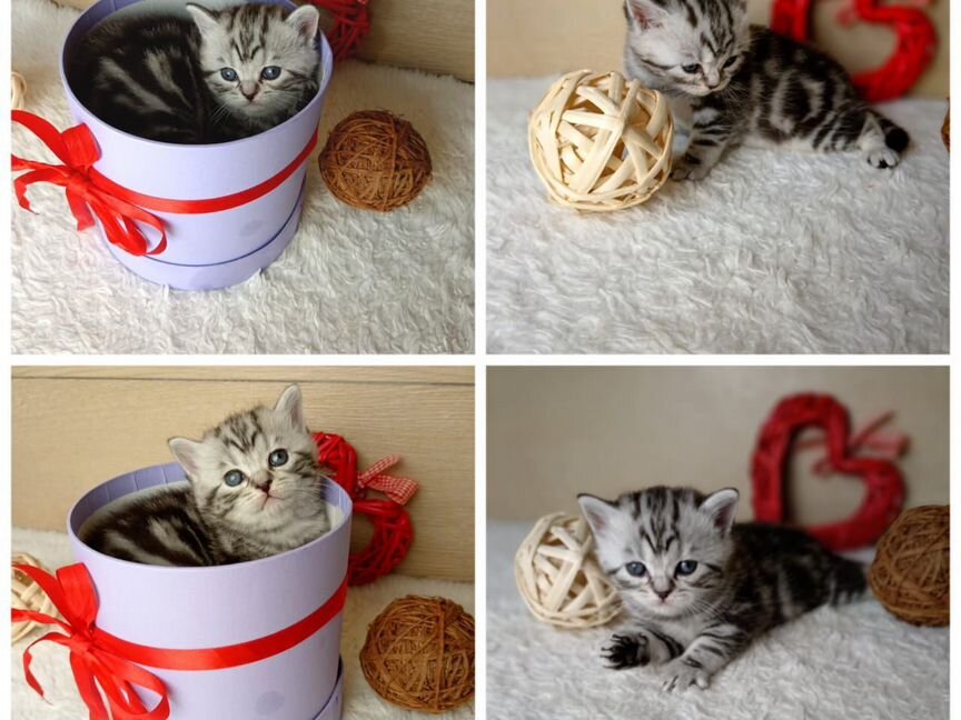 Шотландские котята