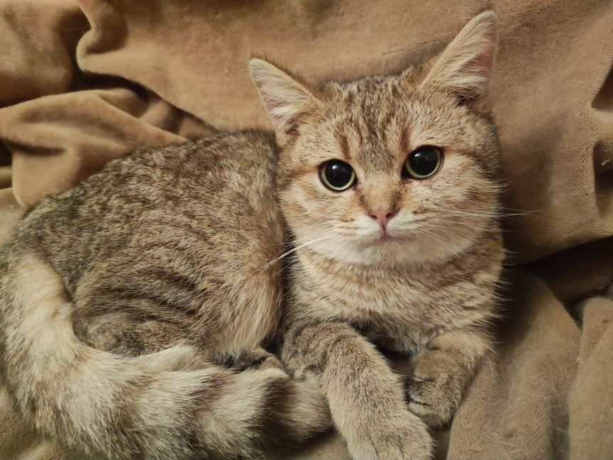 Чудесный котенок в дар