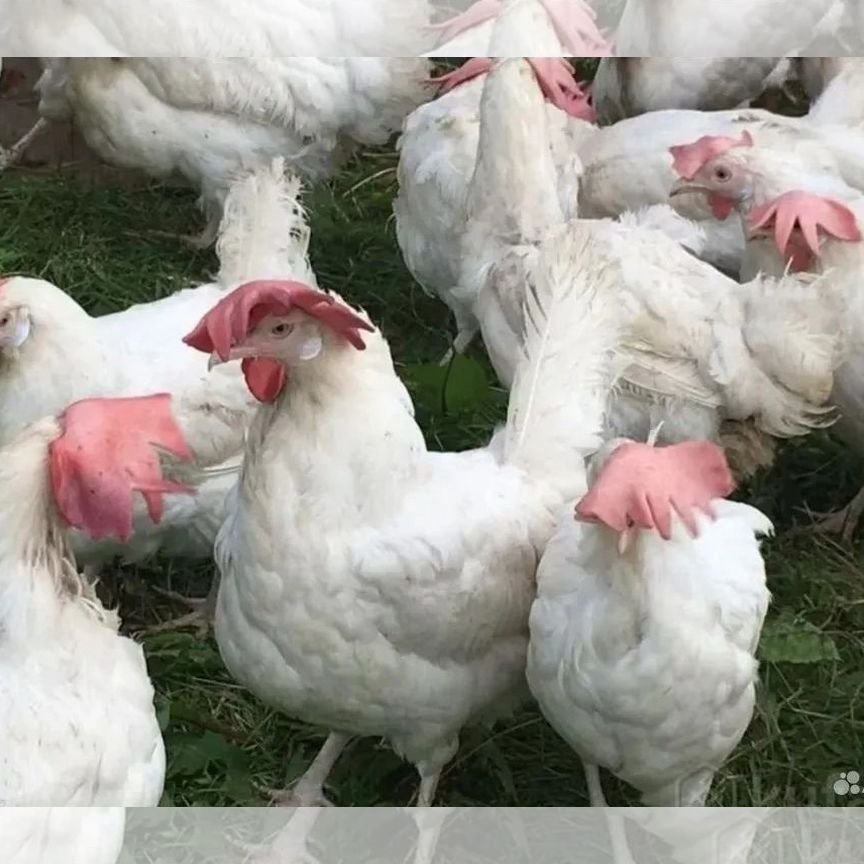 Куры несушки продам
