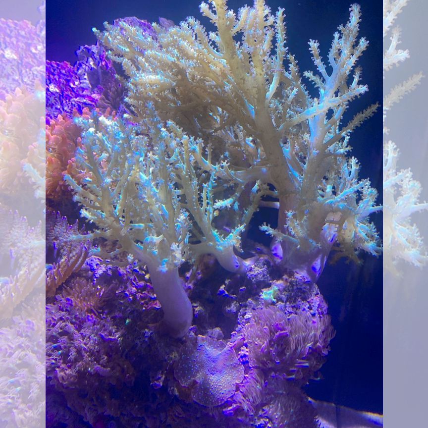 Морские кораллы