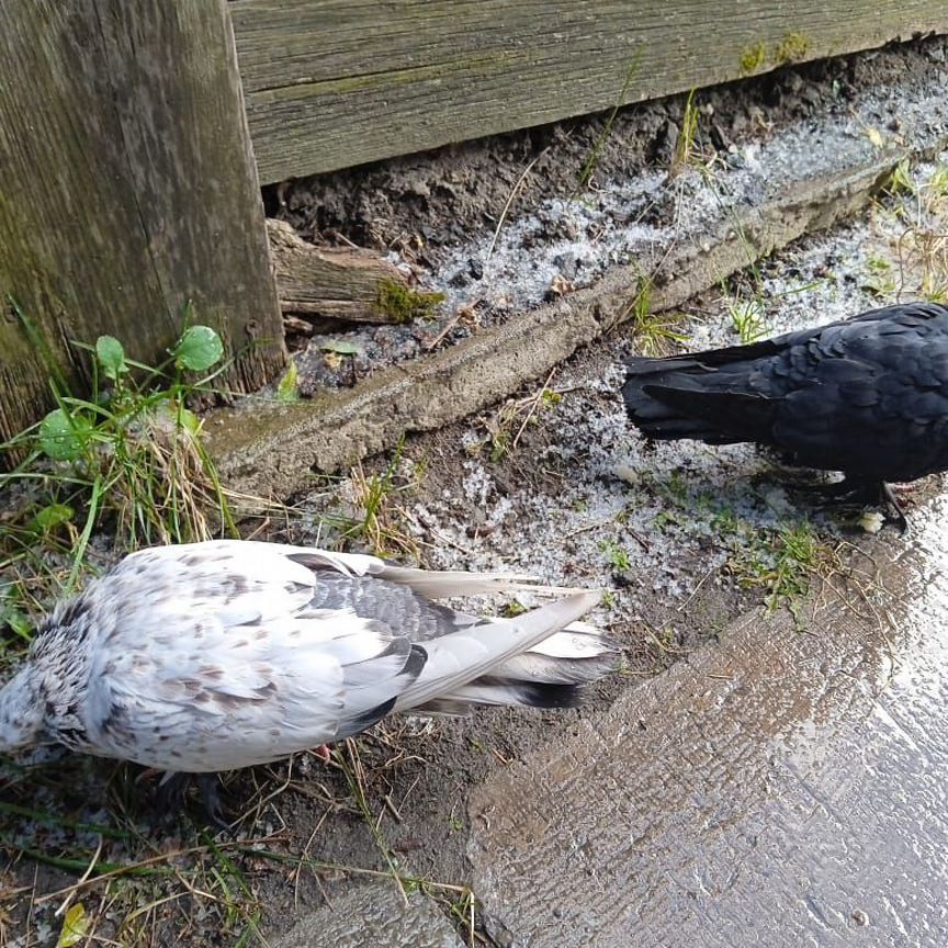 Продам голубей породистых с акольцовкой