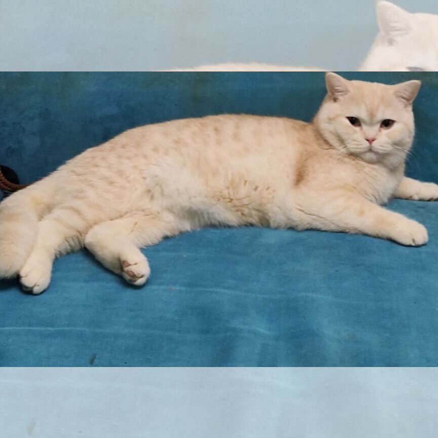 Шотландский вислоухий короткошёрстный котёнок