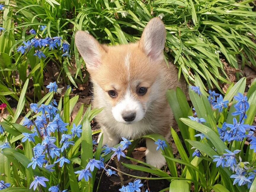 Щеночки корги 2мес