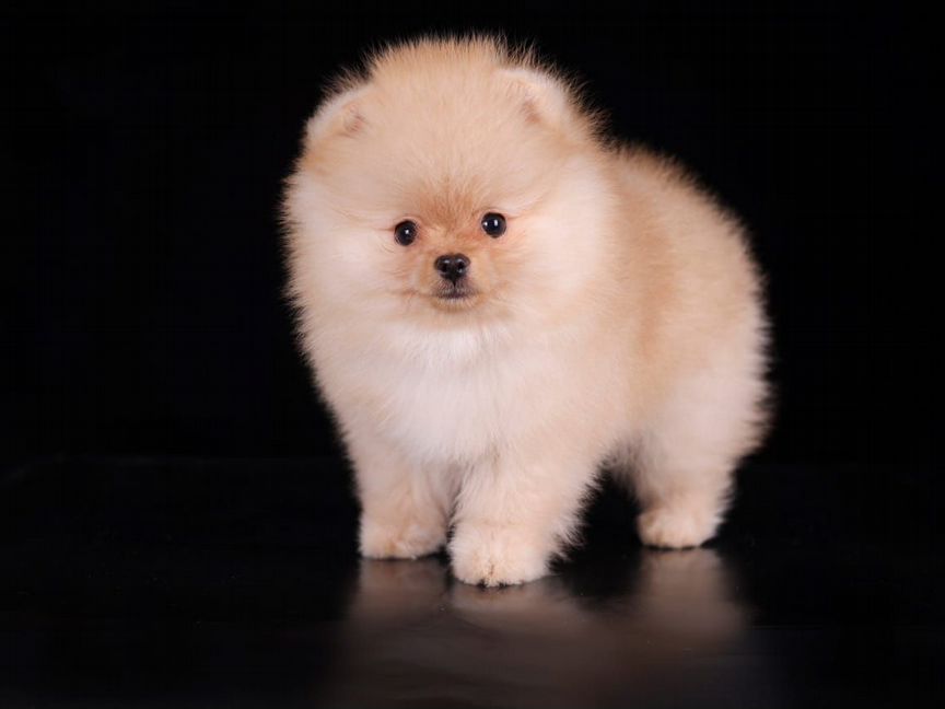 Щеночек шпиц