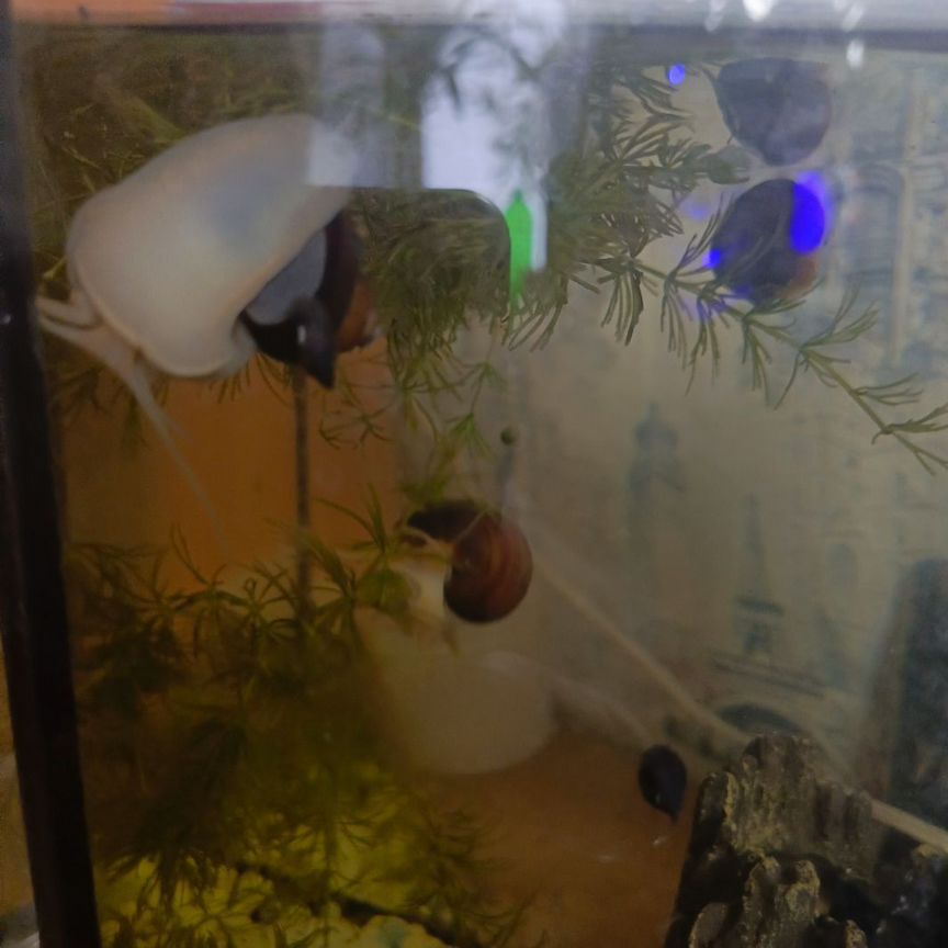 Улитки амплуарии