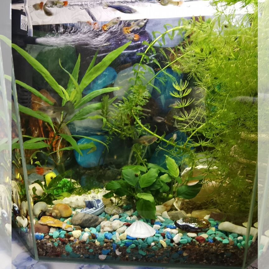 Продам готовый аквариум с рыбками гуппи