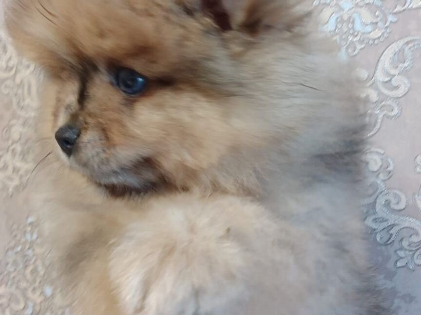 С Р О Ч Н О Шпиц мальчик. челябинск