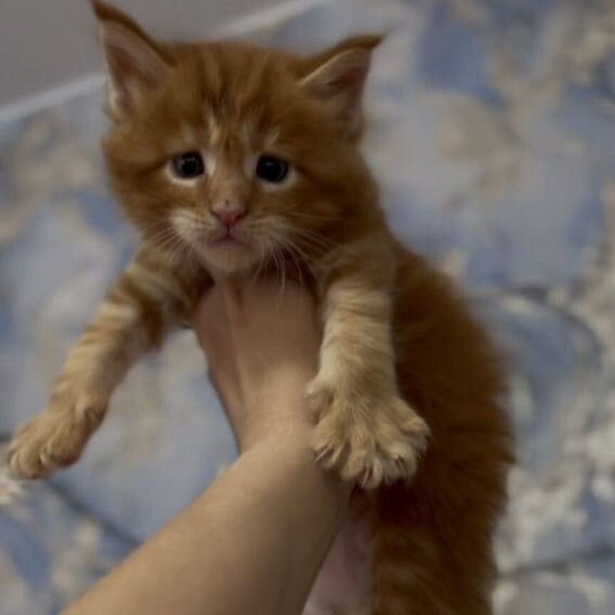 Котята мейн куна