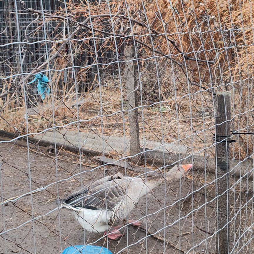 Продам гусака и мини петушка