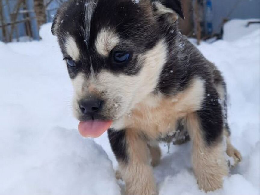 Щенки хаски