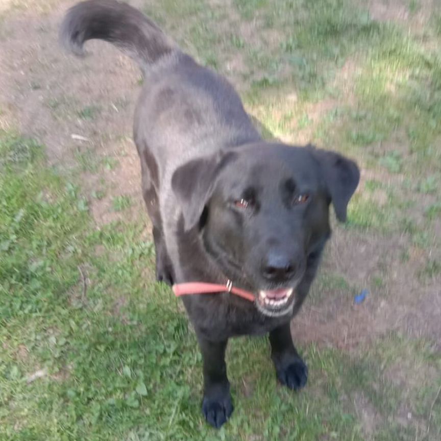 Помесь лабрадора