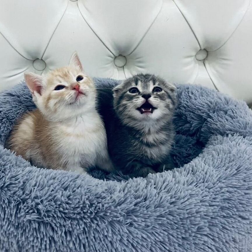 Шотландский вислоухий короткошёрстный котёнок