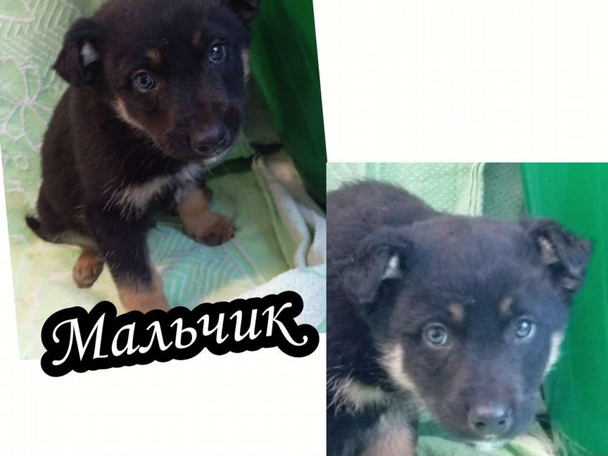 Щенок Барни ищет дом