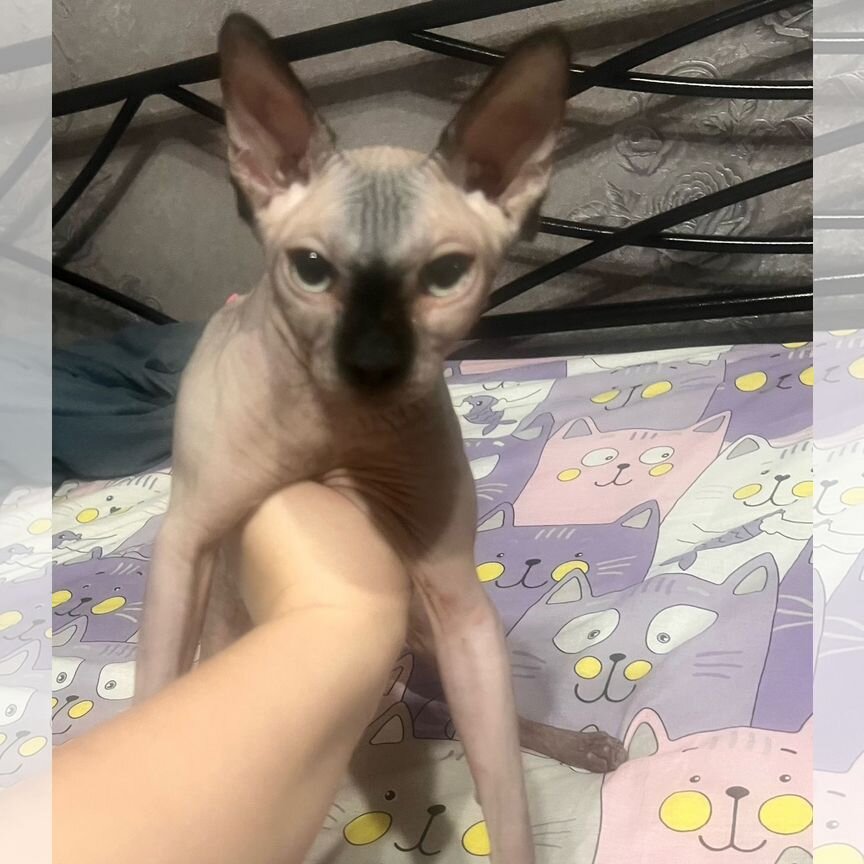 Девочка-сфинкс ищет дом