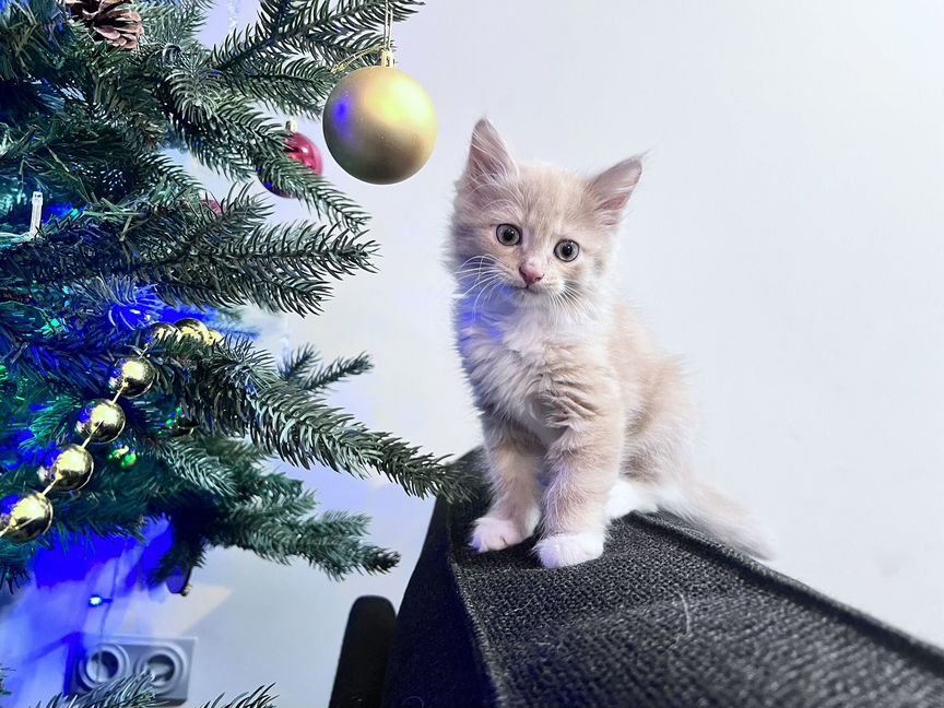 Сибирские котята