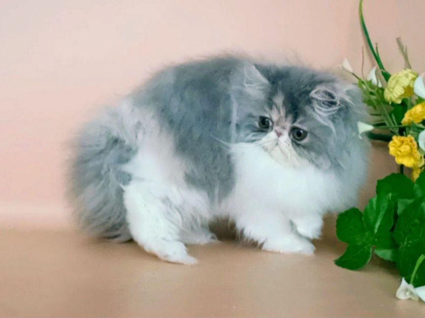 Экзотические котята