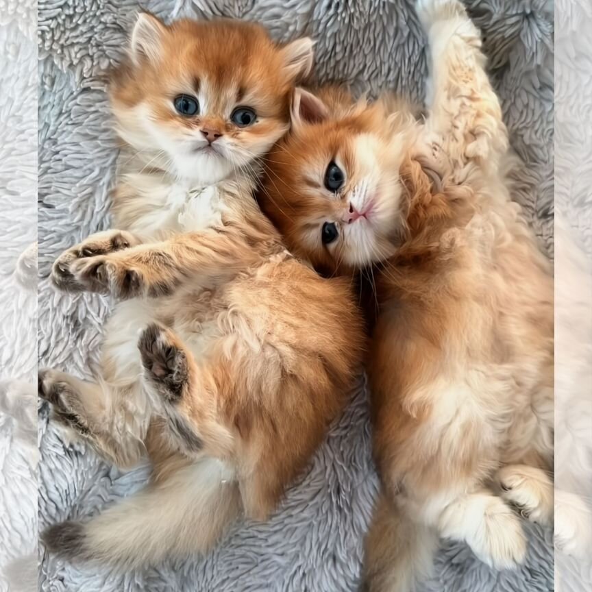 Британский короткошёрстный котёнок