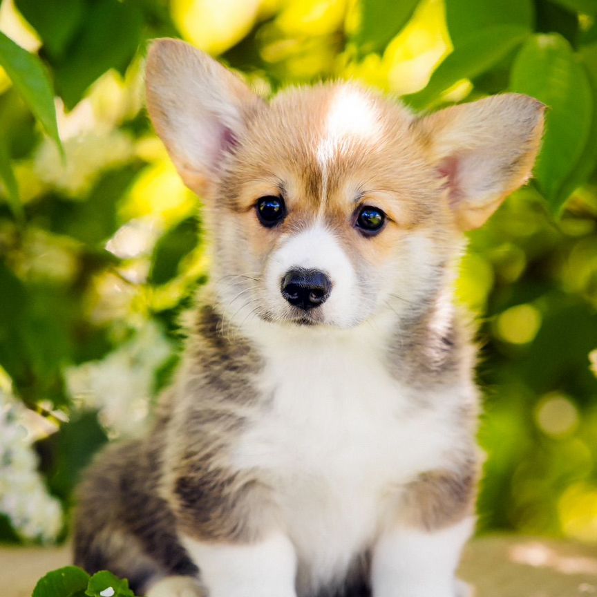 Щенок вельш корги пемброк