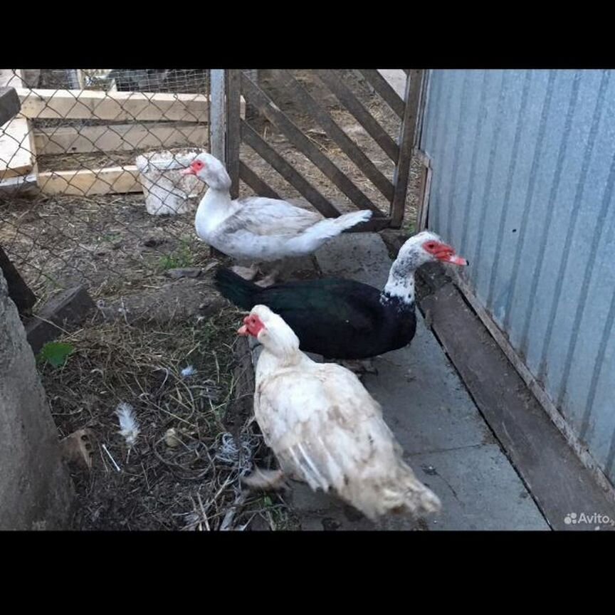 Продам семью индоуток