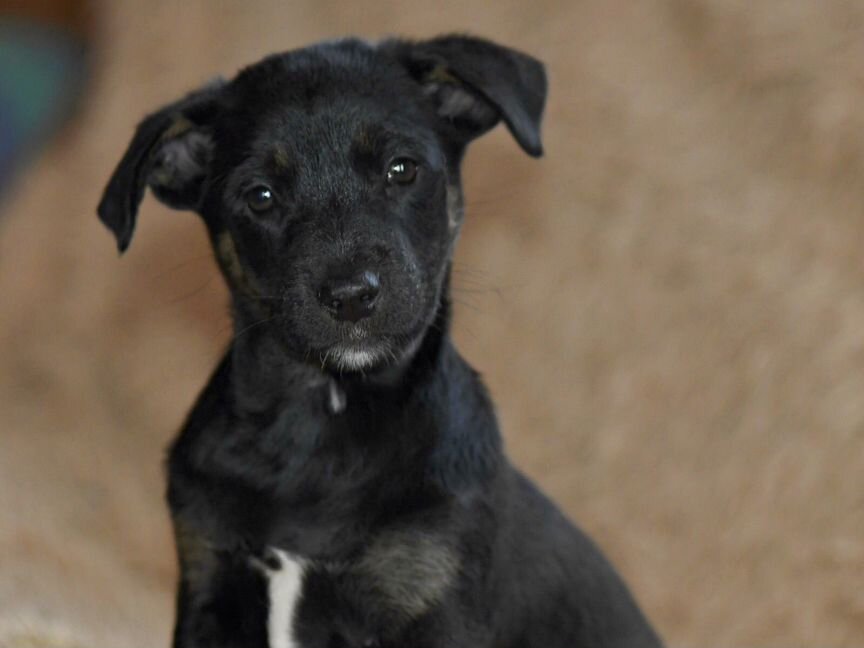 Собака в добрые руки