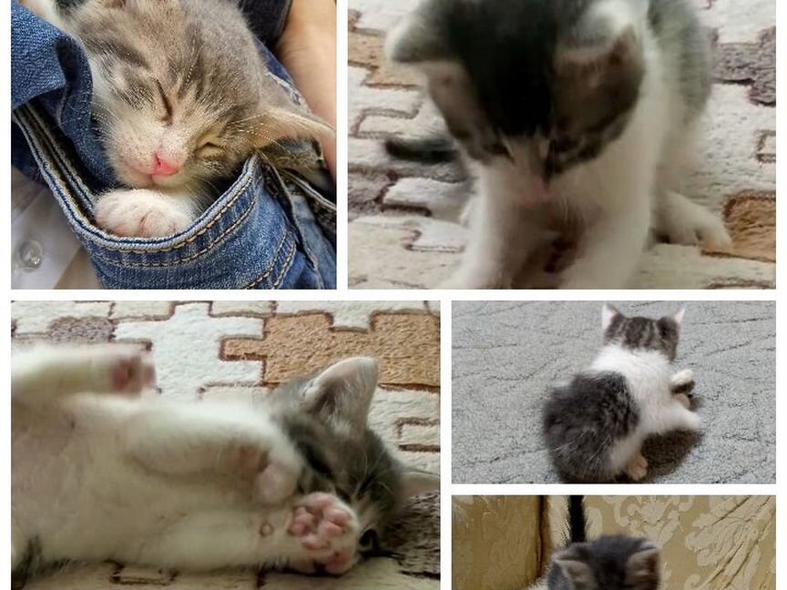 Котенок