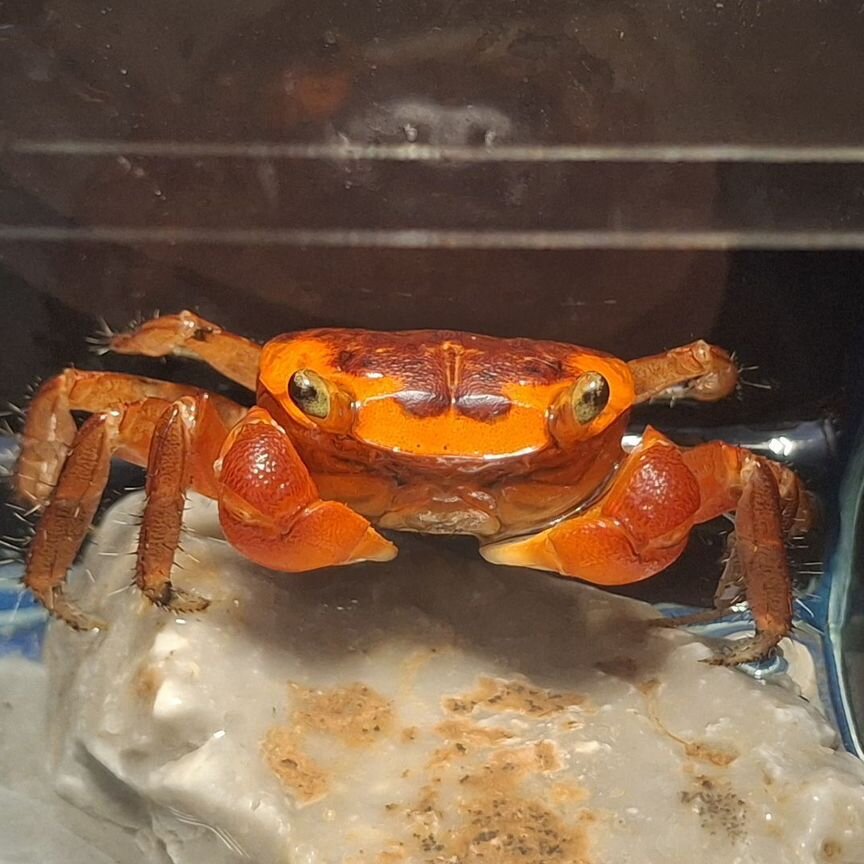 Краб мангровый Красное Яблоко