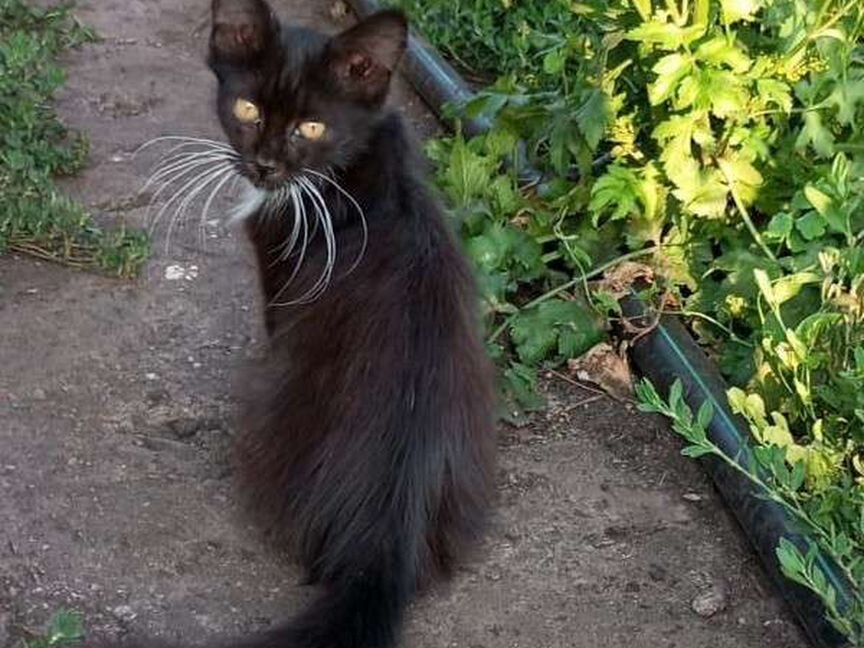 Котенок девочка, 3-4мес