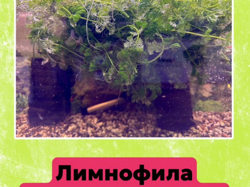 Аквариумные растения лимнофила сидячецветковая