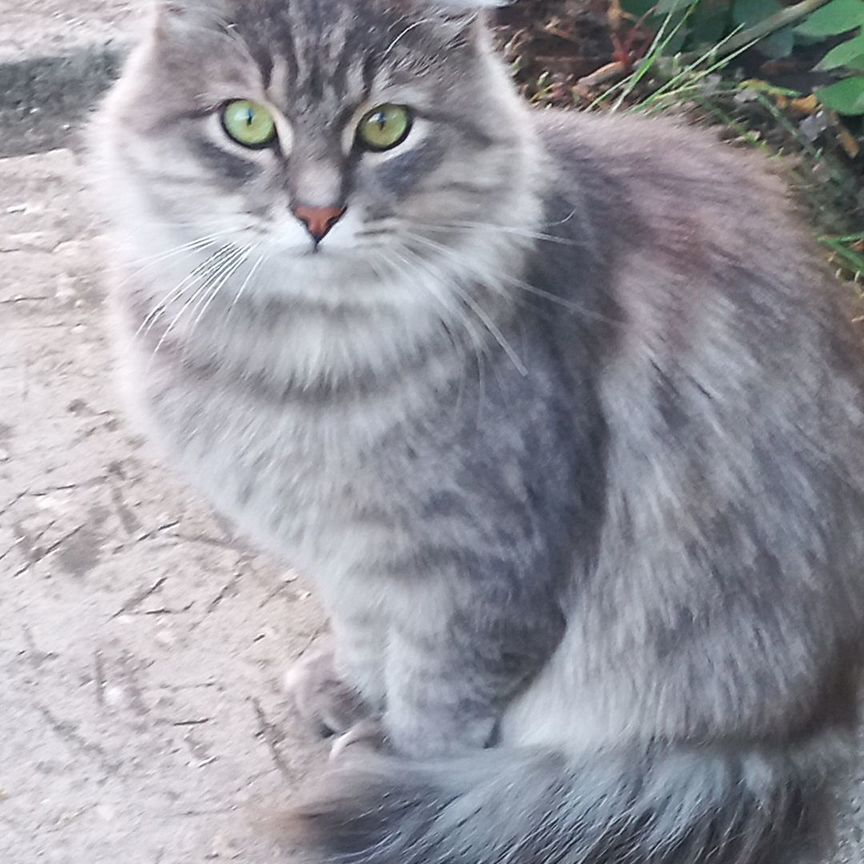 Сибирский кот