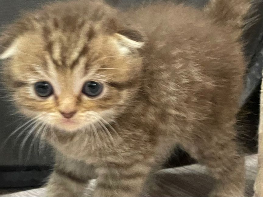Шотландские котята