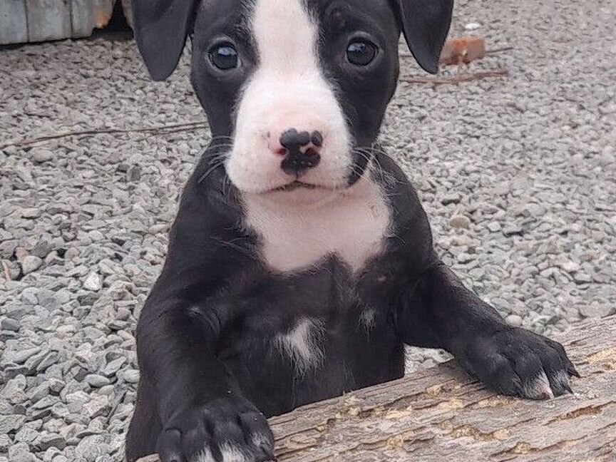 Ам.булли щенок