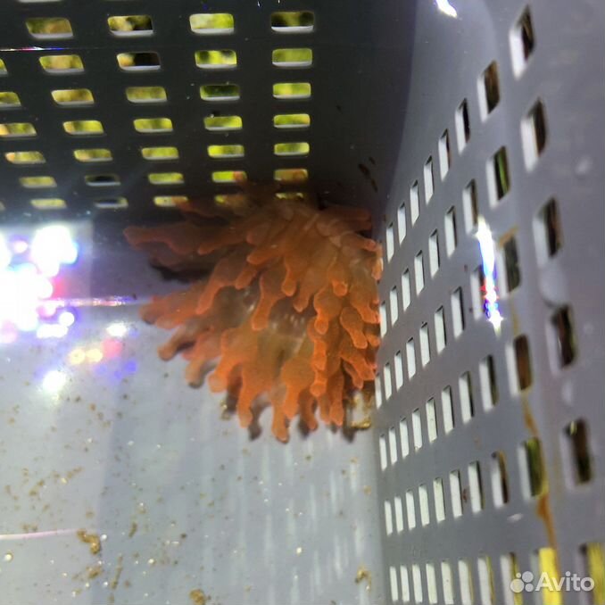 Коралл актиния кадрик