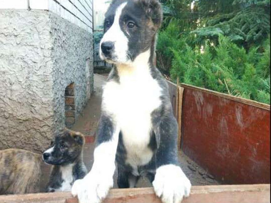 Среднеазиатская овчарка