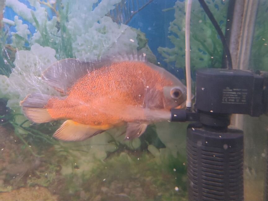 Аквариумные рыбки