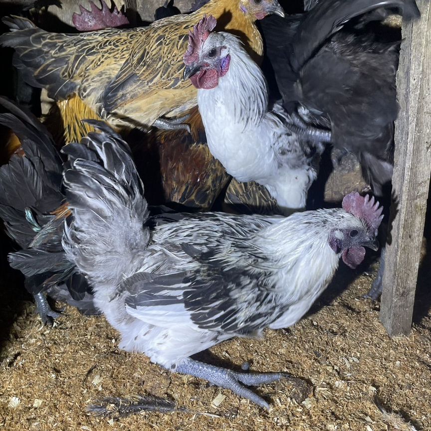 Молодые петухи