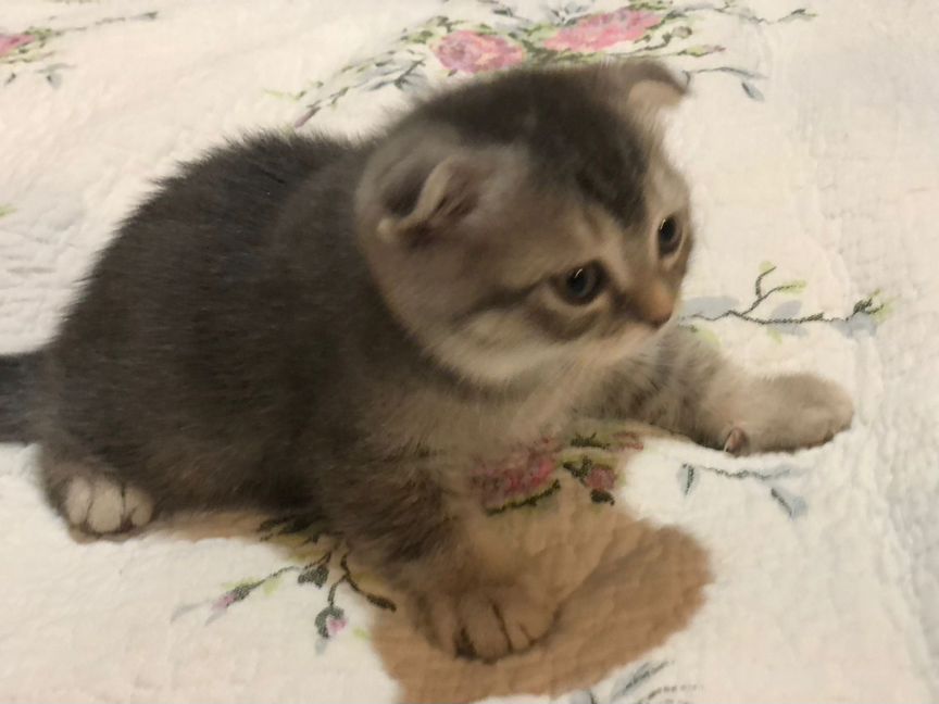Шотландские вислоухие котята