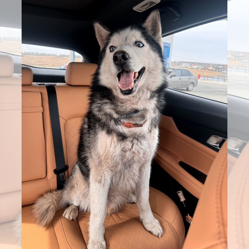 Сибирский хаски, взрослый пёс