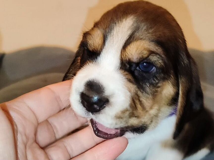 Щенки бигль