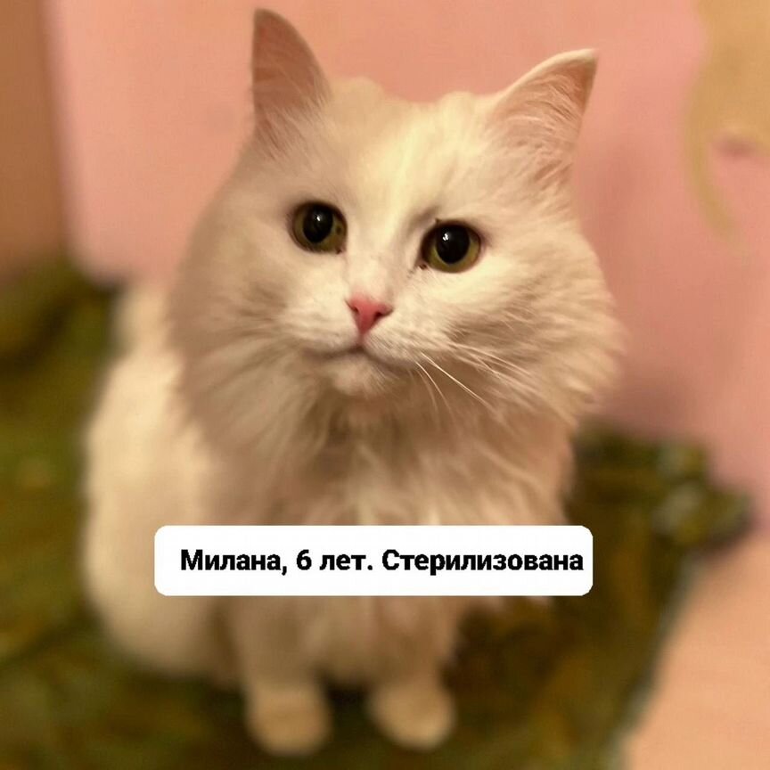 Кошка Милана в поисках дома