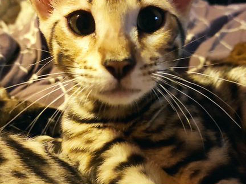 Бенгальские котята