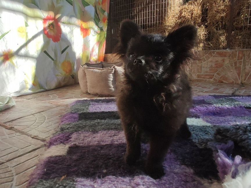 Мальчик шпиц 4 мес. привит, документы