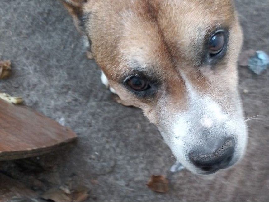 Отдам в добрые руки возрастного Стаффа