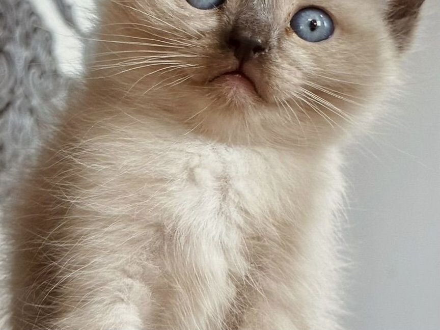 Тайские котята