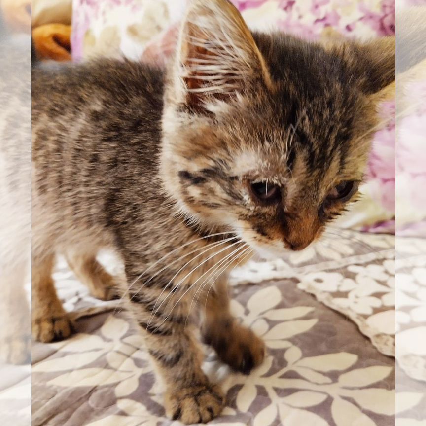 Котенок в добрые руки